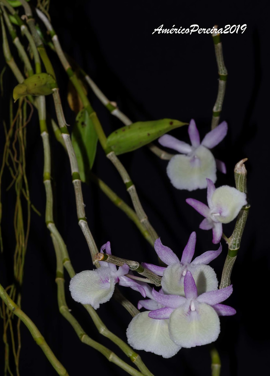 Orquídeas soltas: Dendrobium polyanthum