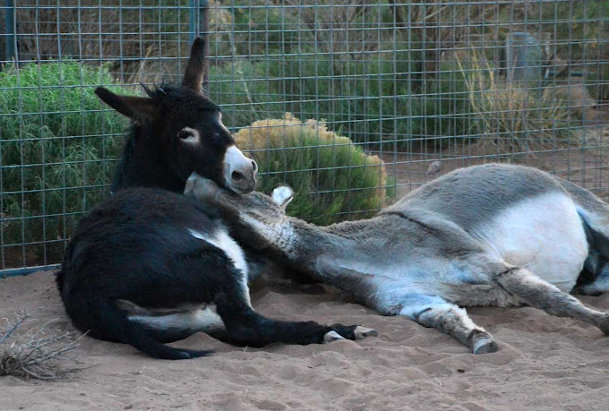 The 7MSN Ranch: The unbearable cuteness of burros