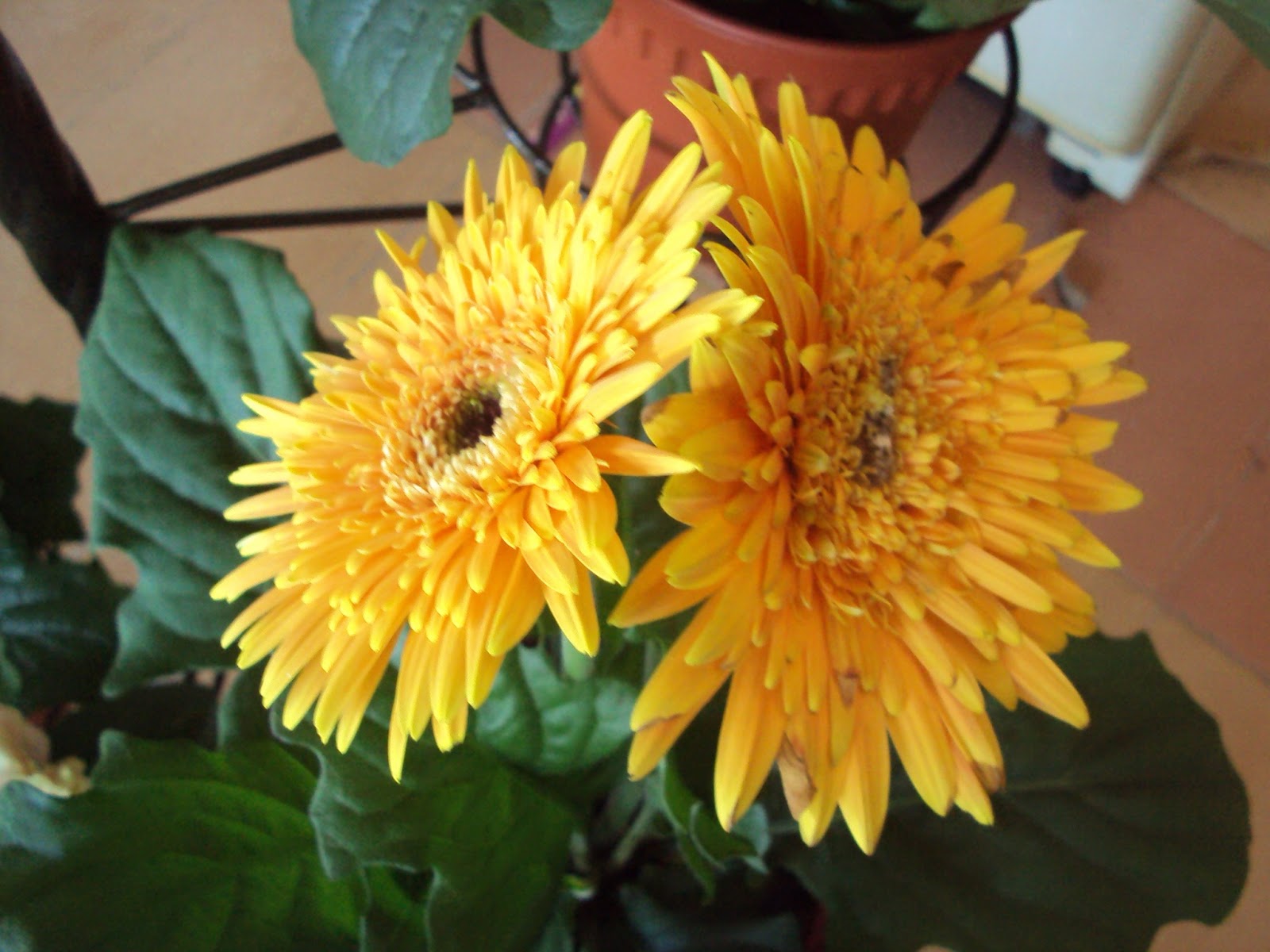 Hitam Putih Kehidupan: BUNGA DAISY