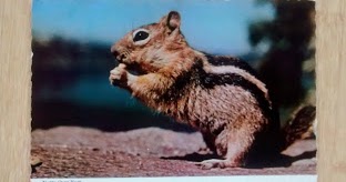 Squirrel Museum Cocoa Beach : Jennifer Utter