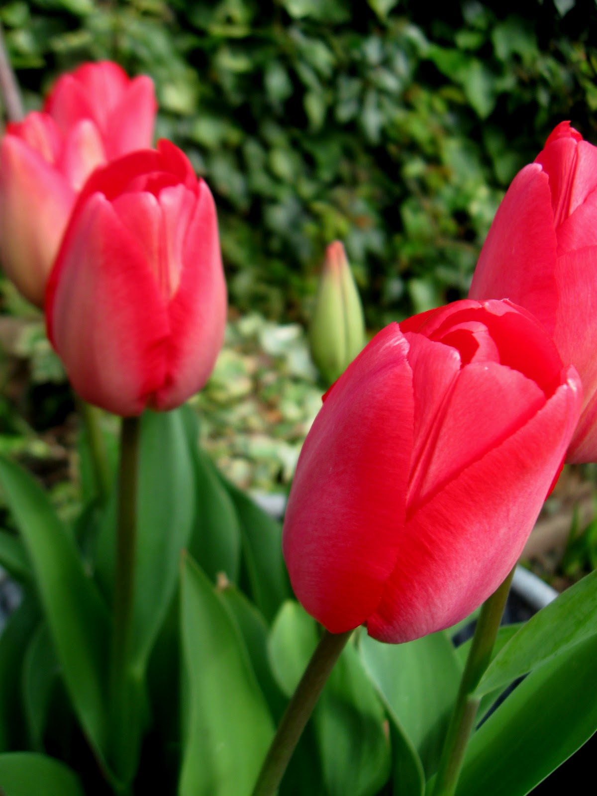 Curlew Country: Tulip Time