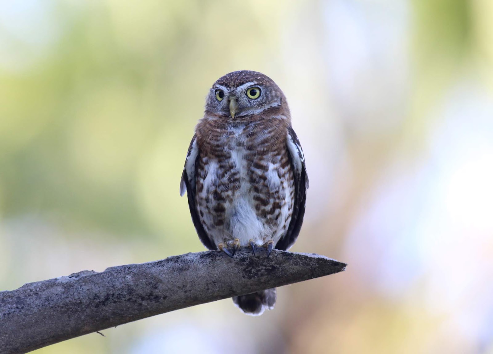 Pet Pygmy Owl