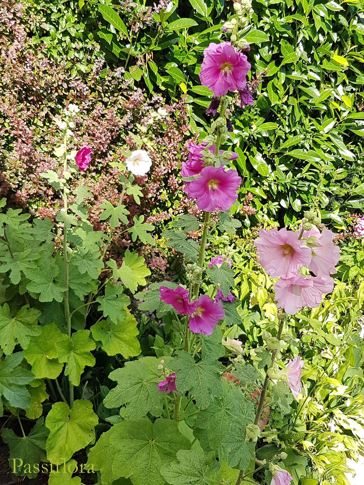 Malva real (Alcea rosea)