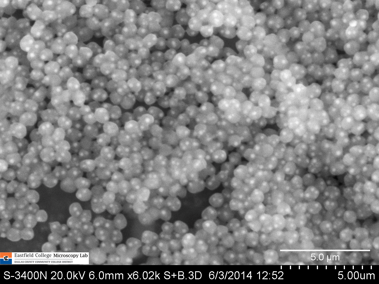 Scanning Electron Microscope Blog: Imaging Bacteria in the Scanning ...