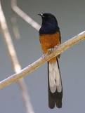 indonesia bird: Magpie bird stone