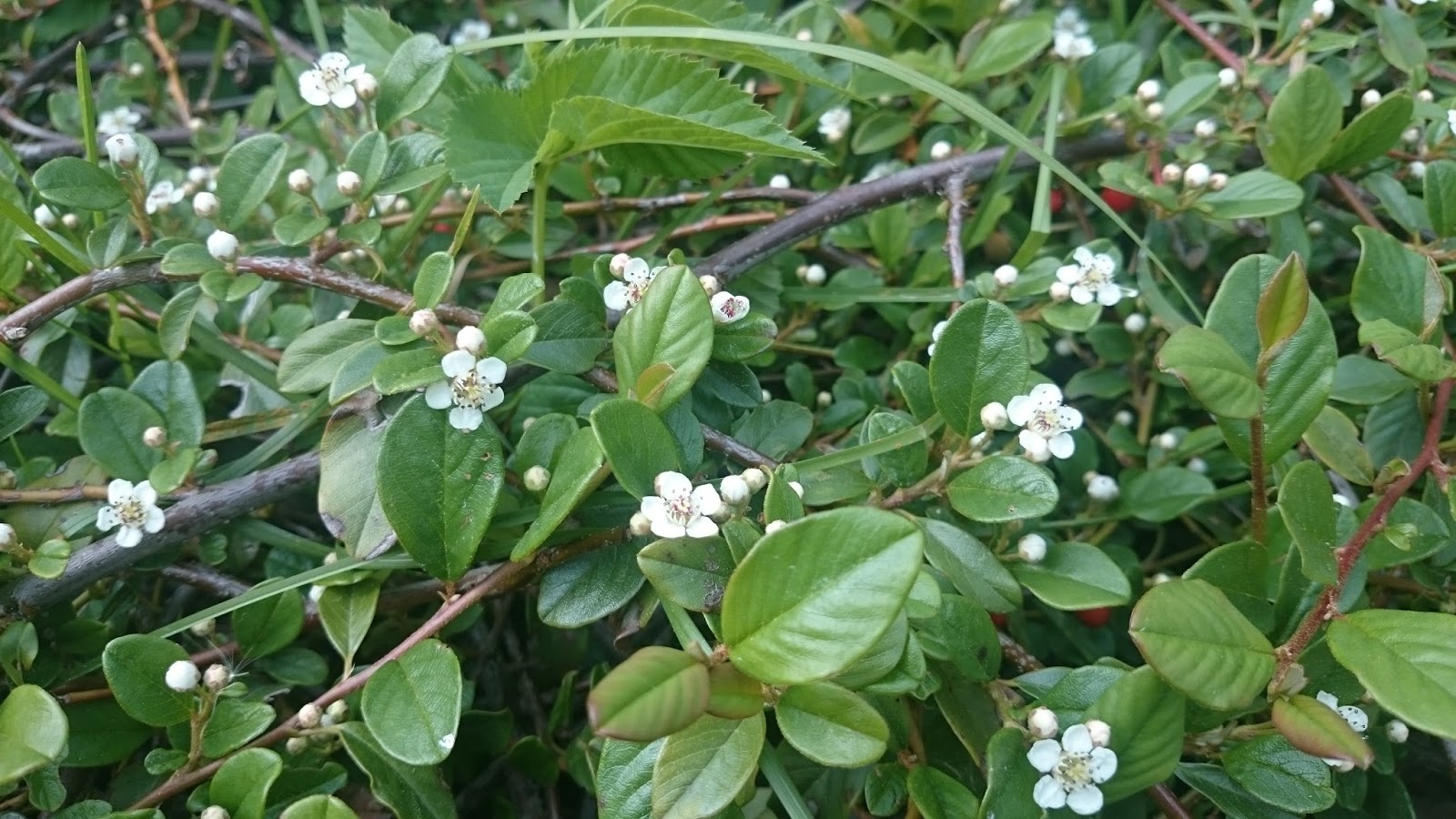 The rain in mid-July: Dammeri tuhkpuu