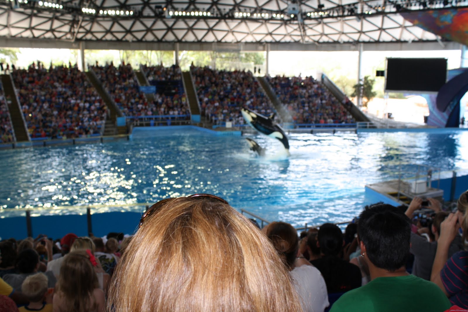 Hope Happenings: Believe...Shamu Show!
