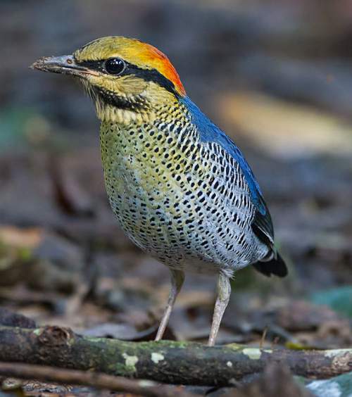Blue pitta images | Birds of India | Bird World