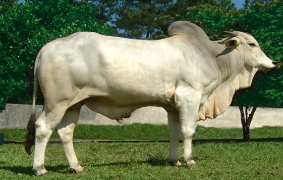 KARAKTERISTIK SAPI ONGOLE - Ilmu Ternak