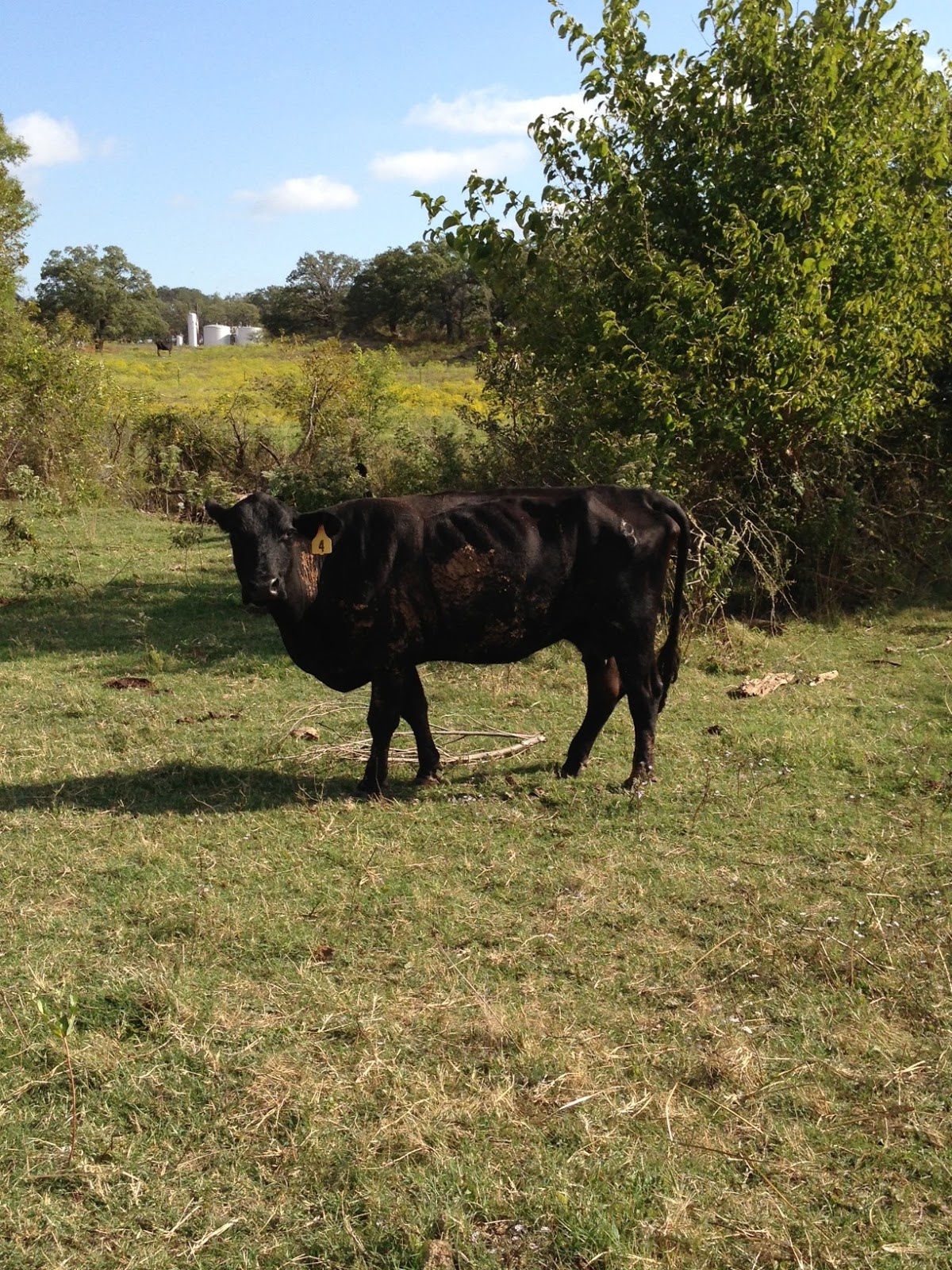 due unto others: The parable of the lost cow?