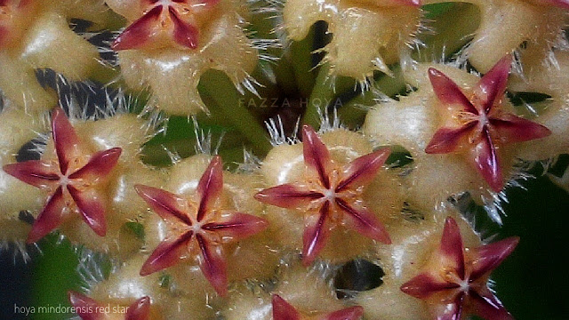 Fazza Hoya - Hoya Indonesia: 35. Hoya mindorensis red star - Bunga Hoya Indonesia