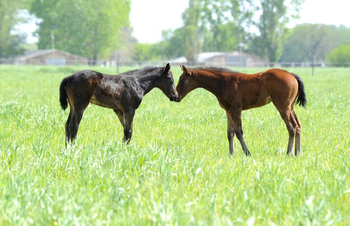 Grandes Animais: Cuidados com Potros Recém Nascidos