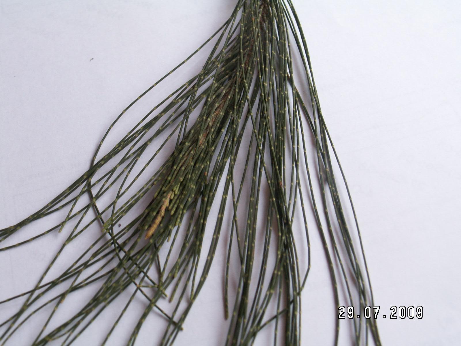 Good Morning Yesterday: 5 places where you find Casuarina trees in ...