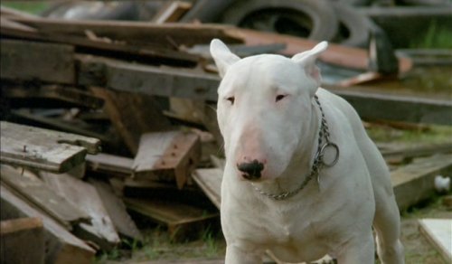 THE HORROR DOGS: Baxter (1989)