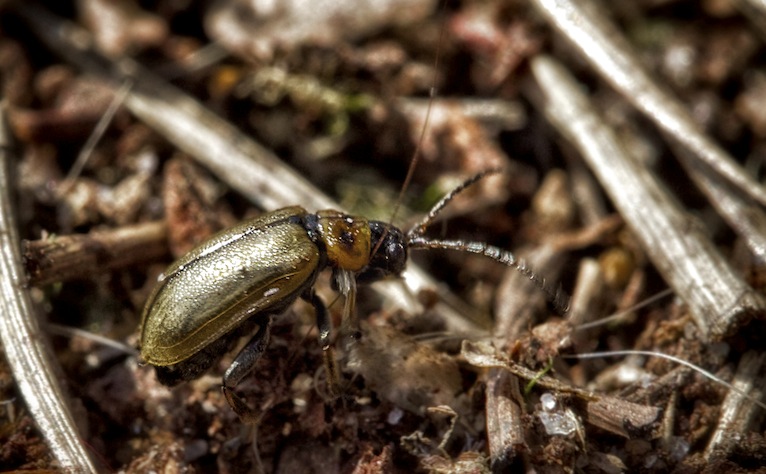 The Heather Trust: It's Heather Beetle time again!
