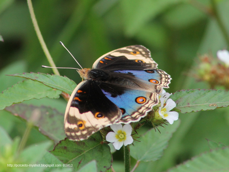 My Shot Gallery of Bengkulu: Blue Pansy Butterfly (Junonia orithya )