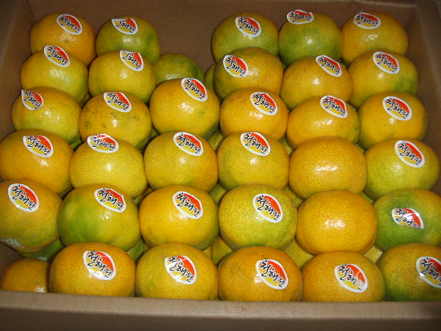 All in Korea, Only in Korea: Jeju Tangerines