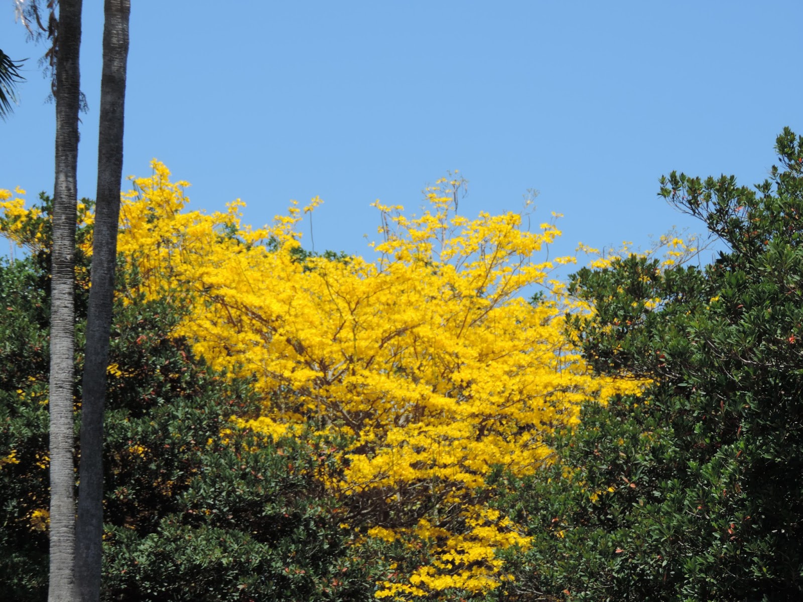 Bonao Internacional: LOS FLAMBOYANES ROJOS , AMARILLOS Y MORADOS ESTAN ...