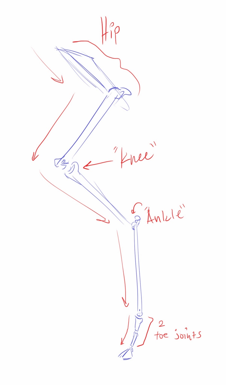 Ram's Horn: Ram Anatomy