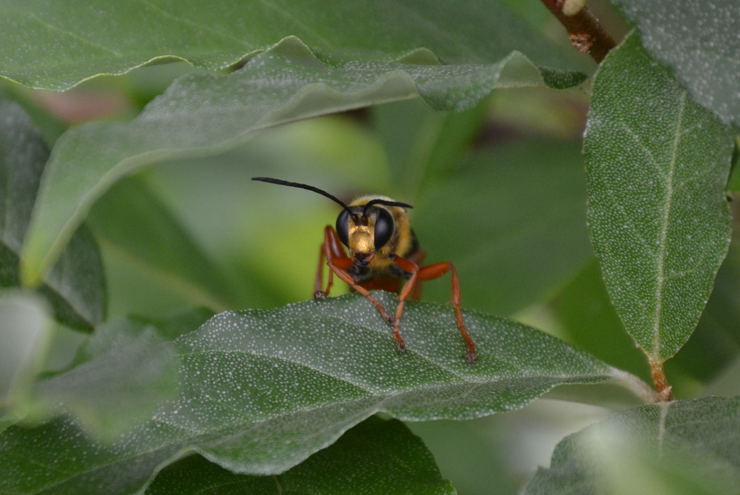 Woods Walks and Wildlife: Woodcocks and Warblers and More (or: Why ...
