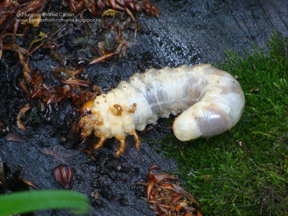 Beetles from Romania: Lucanus (Lucanus) cervus