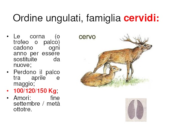 Natura & Tempo libero: Famiiglia dei Cervidi