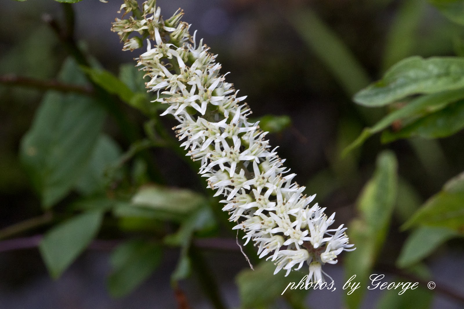 "What's Blooming Now" : Virginia Sweetspire, Tassel-White (Itea ...