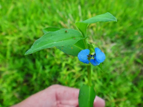 HUMEDALES,CYPERACEAS,POACEAS,ET AL PR: LILLIAM MENA EN CAÑO TIBURONES