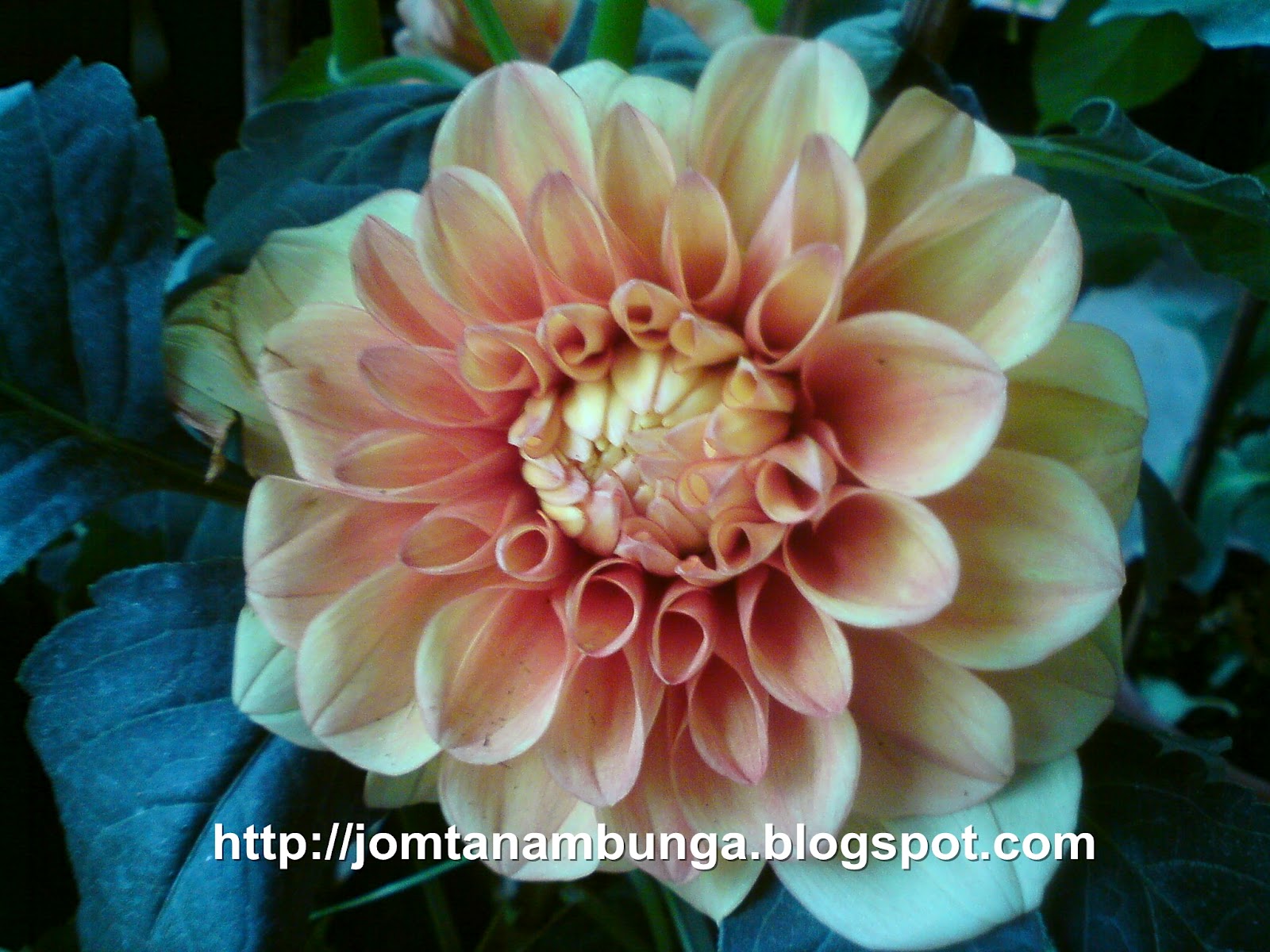 Jom Tanam Bunga: Bunga Dahlia Aneka Warna