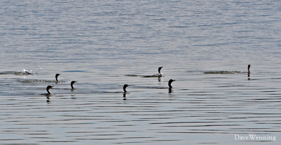 Similk Bay Shorebirds