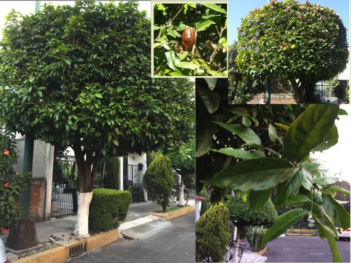 PAPÁBETO y CUCÚ: I ÁRBOLES DE MÉXICO:13 DIFÍCILES DE IDENTIFICAR POR MI.