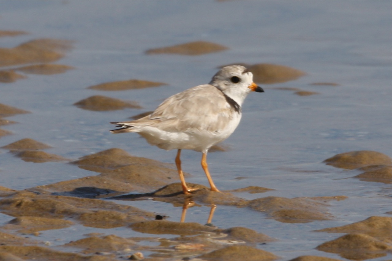 Morgithology: Piping Plovers