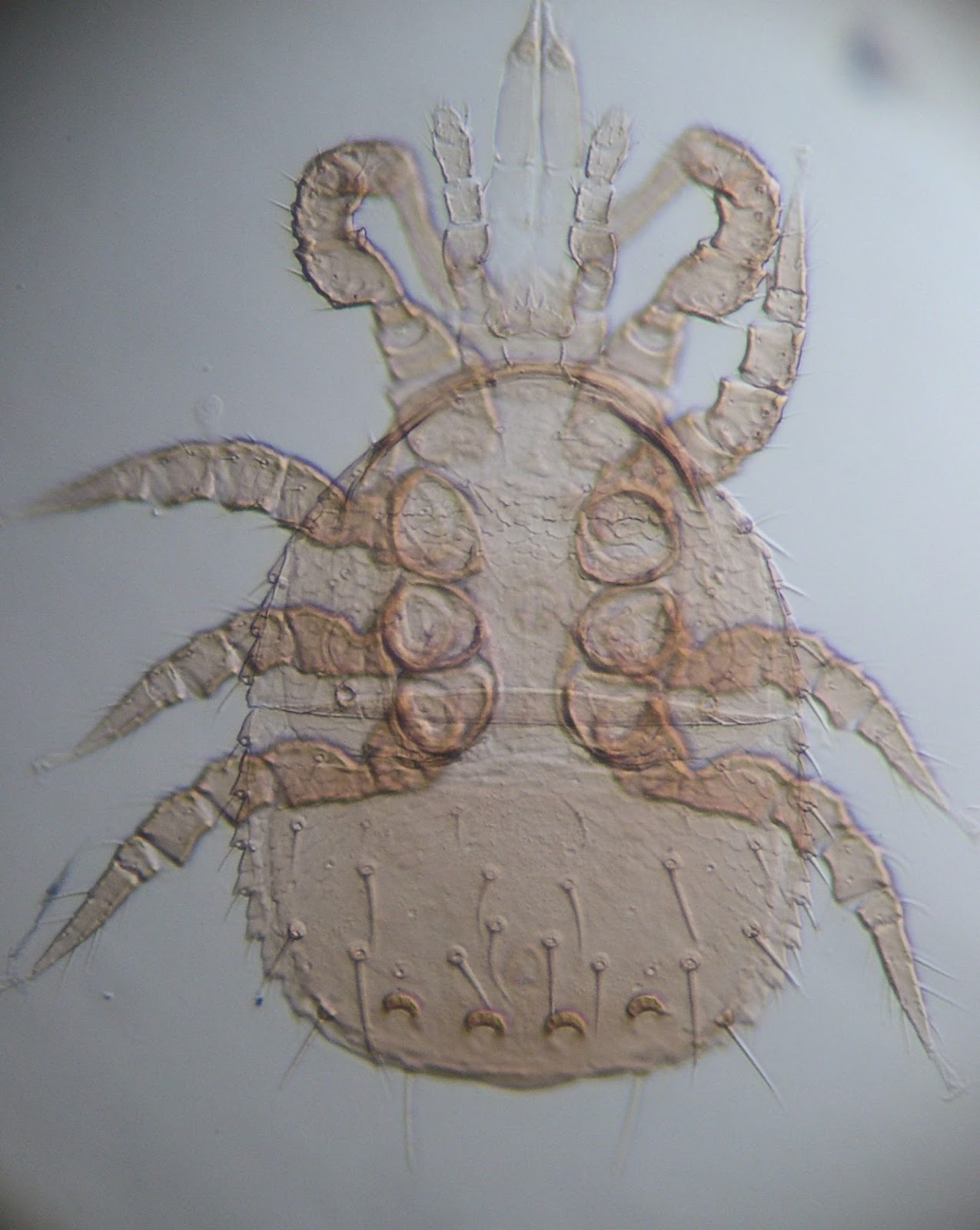 Zerconidae – Variety of Life