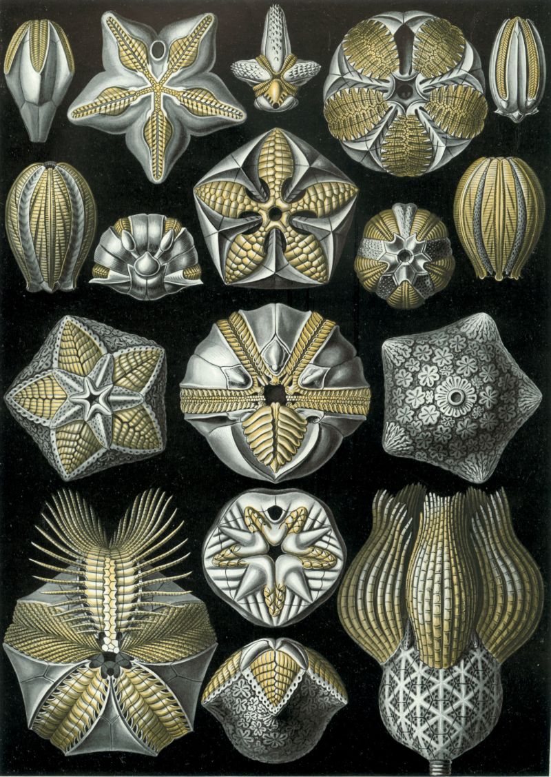El Hurgador [Arte en la Red]: Ernst Haeckel ['Kunstformen der Natur ...