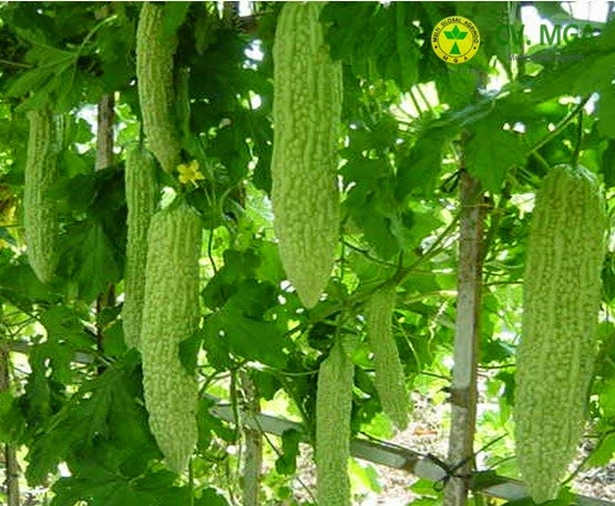 Budidaya Tanaman Pare (Momordica charantia ) - Cara Menanam Tanaman