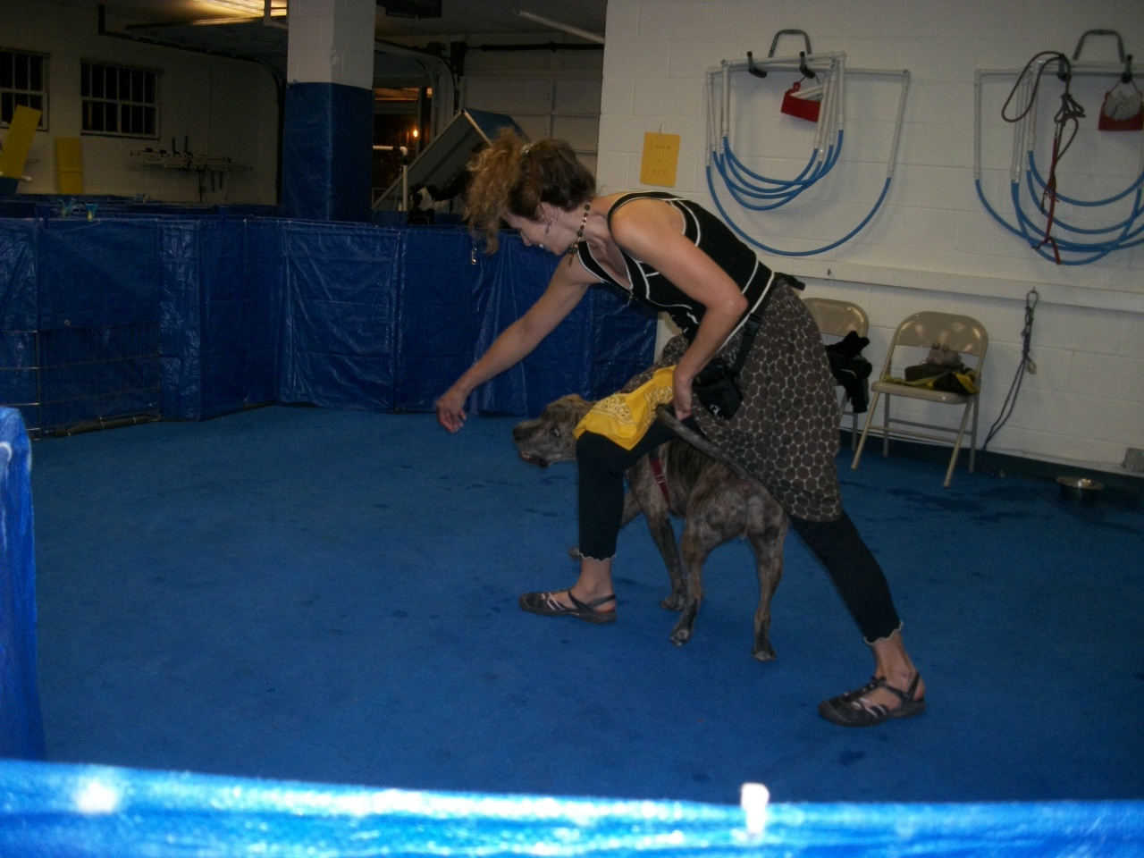 Peaceful dog: The Dogs Learn Some Pilates