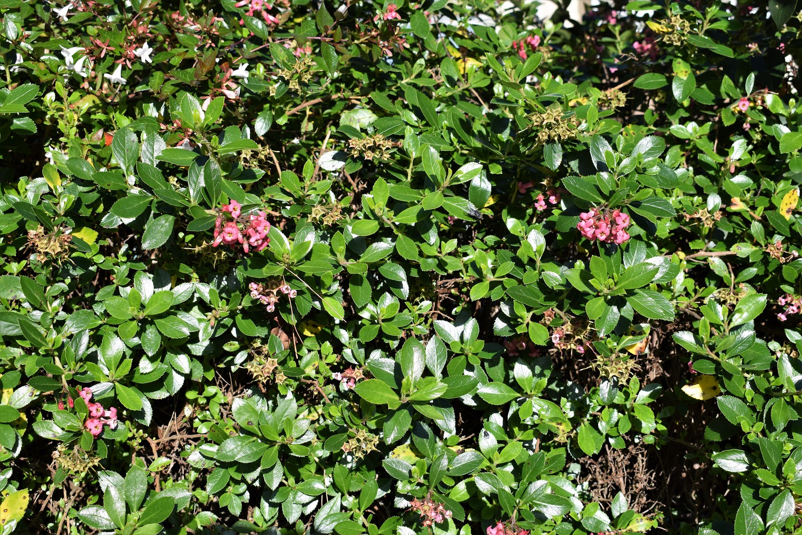 Plantas: Beleza e Diversidade: Plantas ornamentais: Escalónia ...