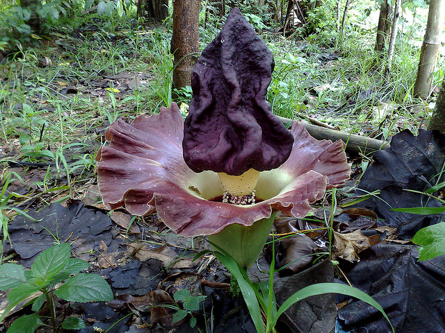 Jenis - Jenis Bunga Langka: Bunga Langka di Dunia