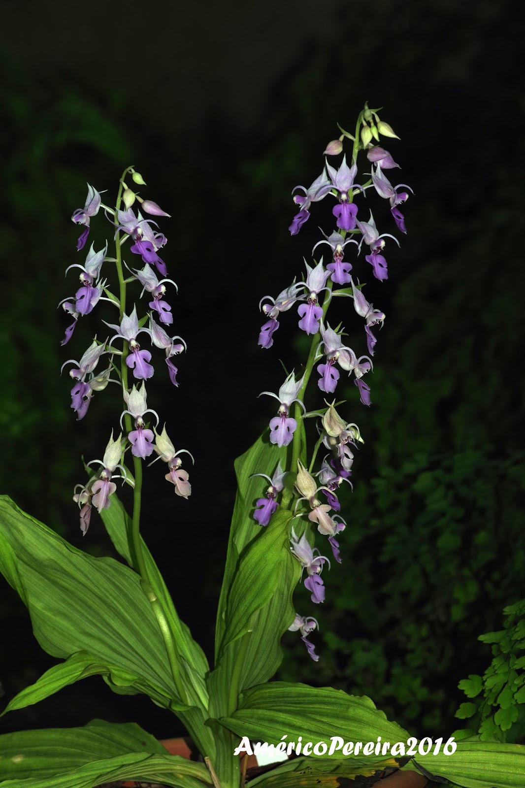 Orquídeas soltas: Calanthe reflexa