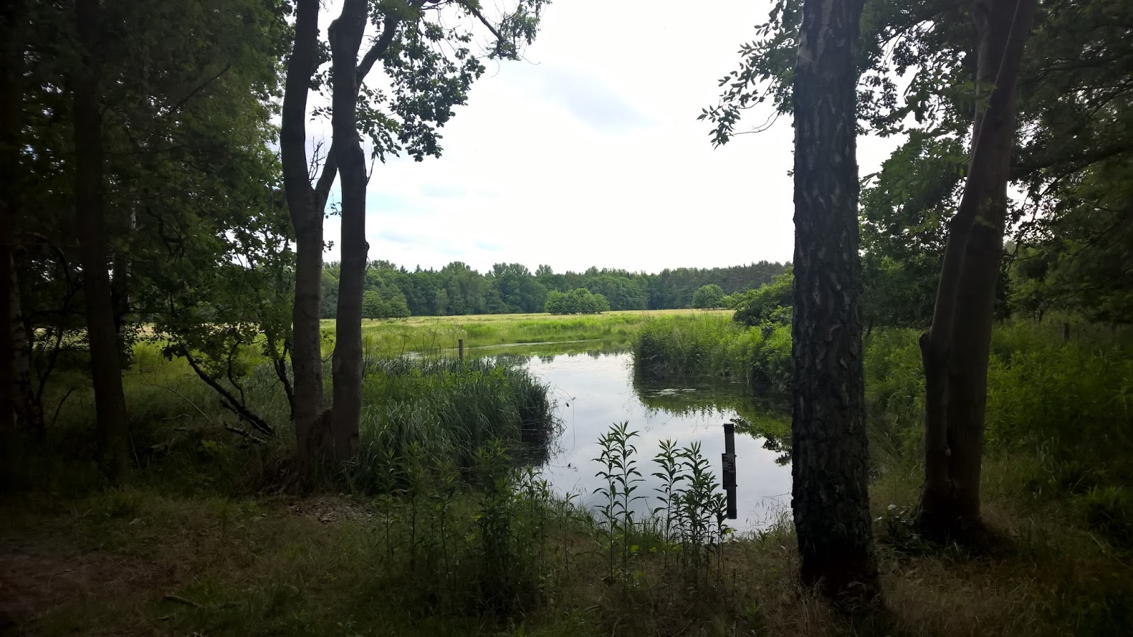 IU in Berlin, Summer '15: Forst Spandau (Spandau Forest)