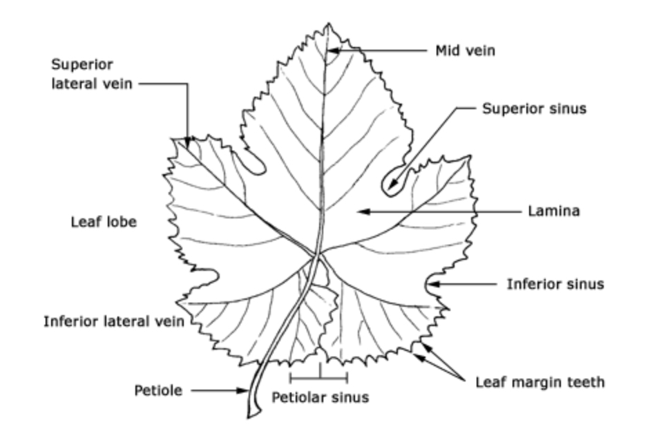 EnoViti: Ampelography: What Leaves Can Tell Us