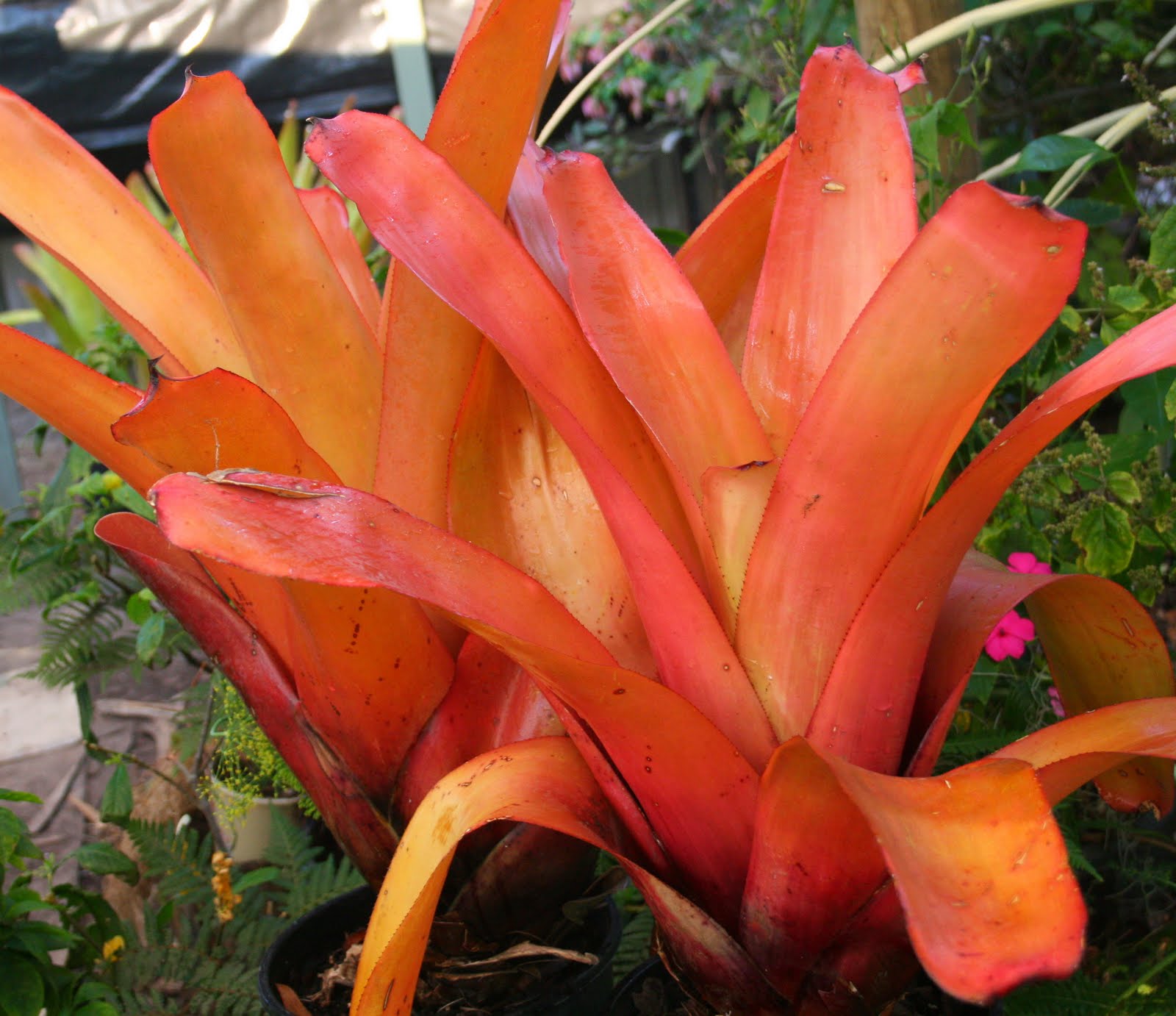 Collection 102+ Pictures Pictures Of Full Sun Bromeliads Updated