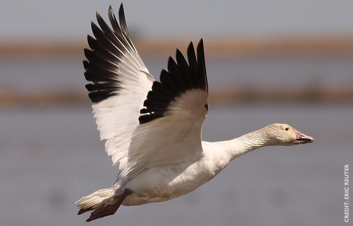 Wildlife Monitor: Migrant Birds Continue to Arrive in Litchfield