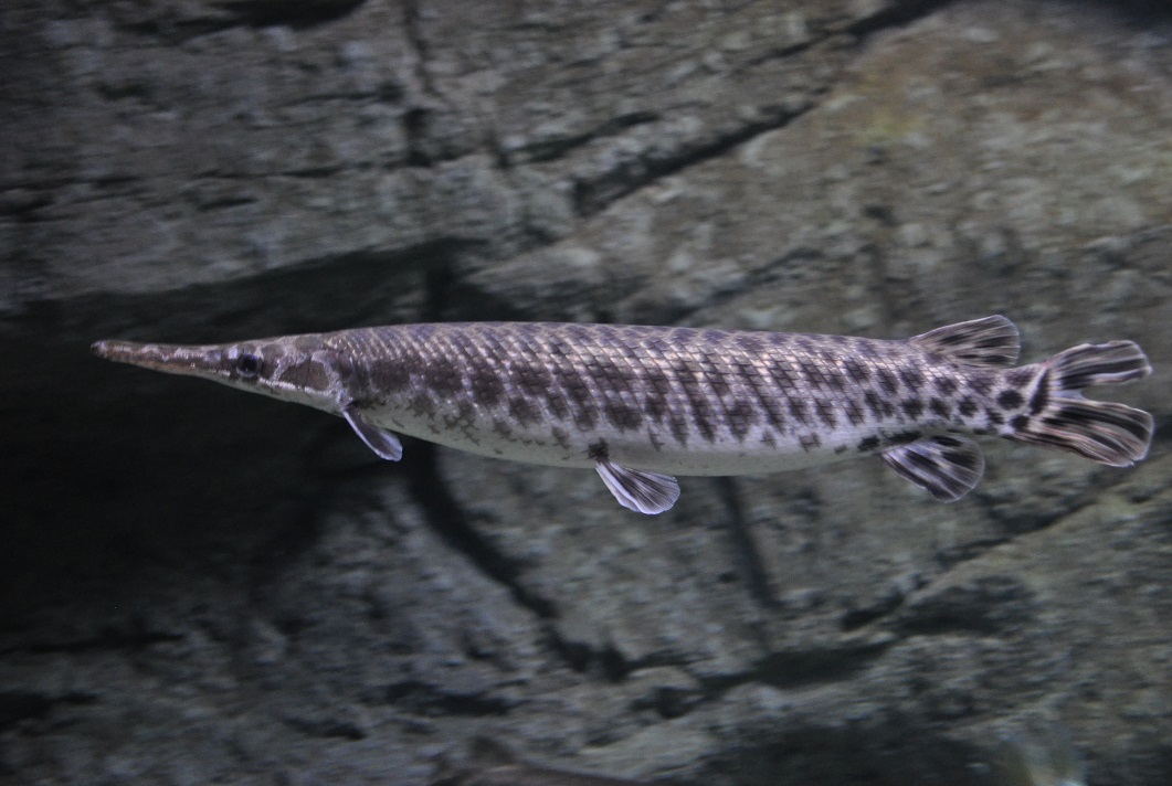 ZOOTOGRAFIANDO (6.100 ANIMALS): PEZ CAIMÁN PINTO / SPOTTED GAR (Lepisosteus oculatus)