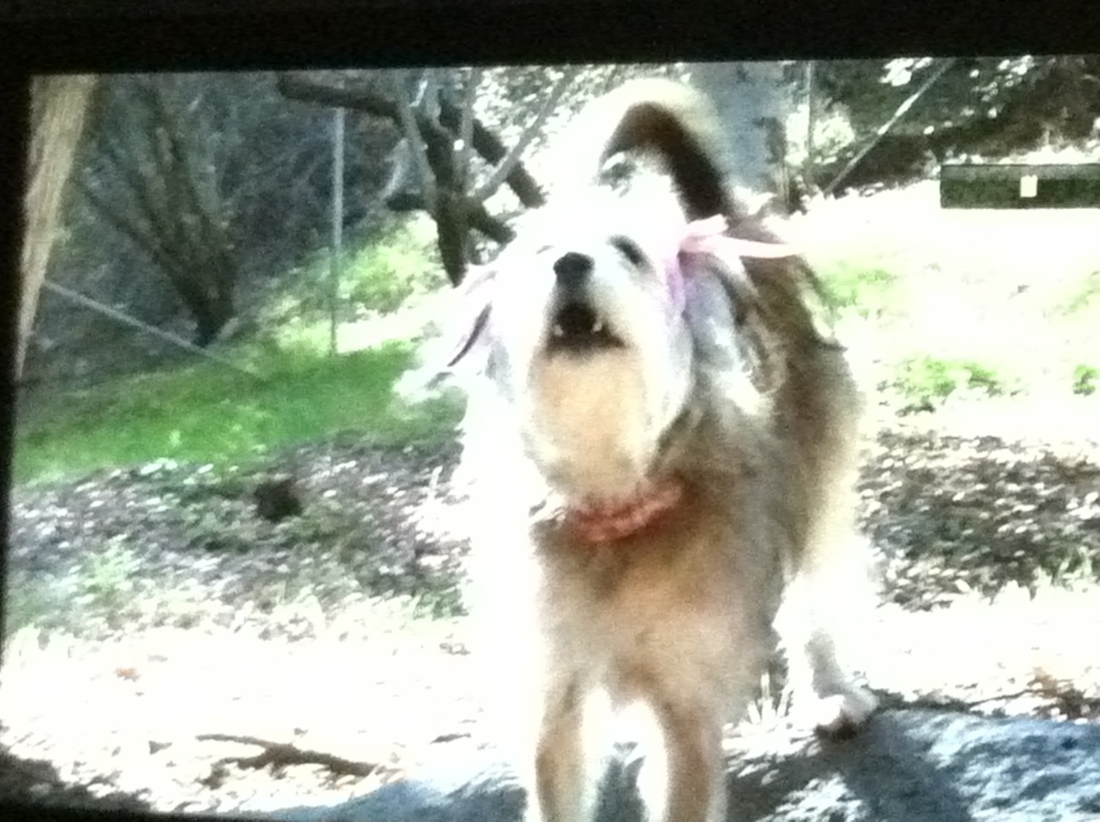 The Deadly Doll's House of Horror Nonsense: One Good Cop Dog