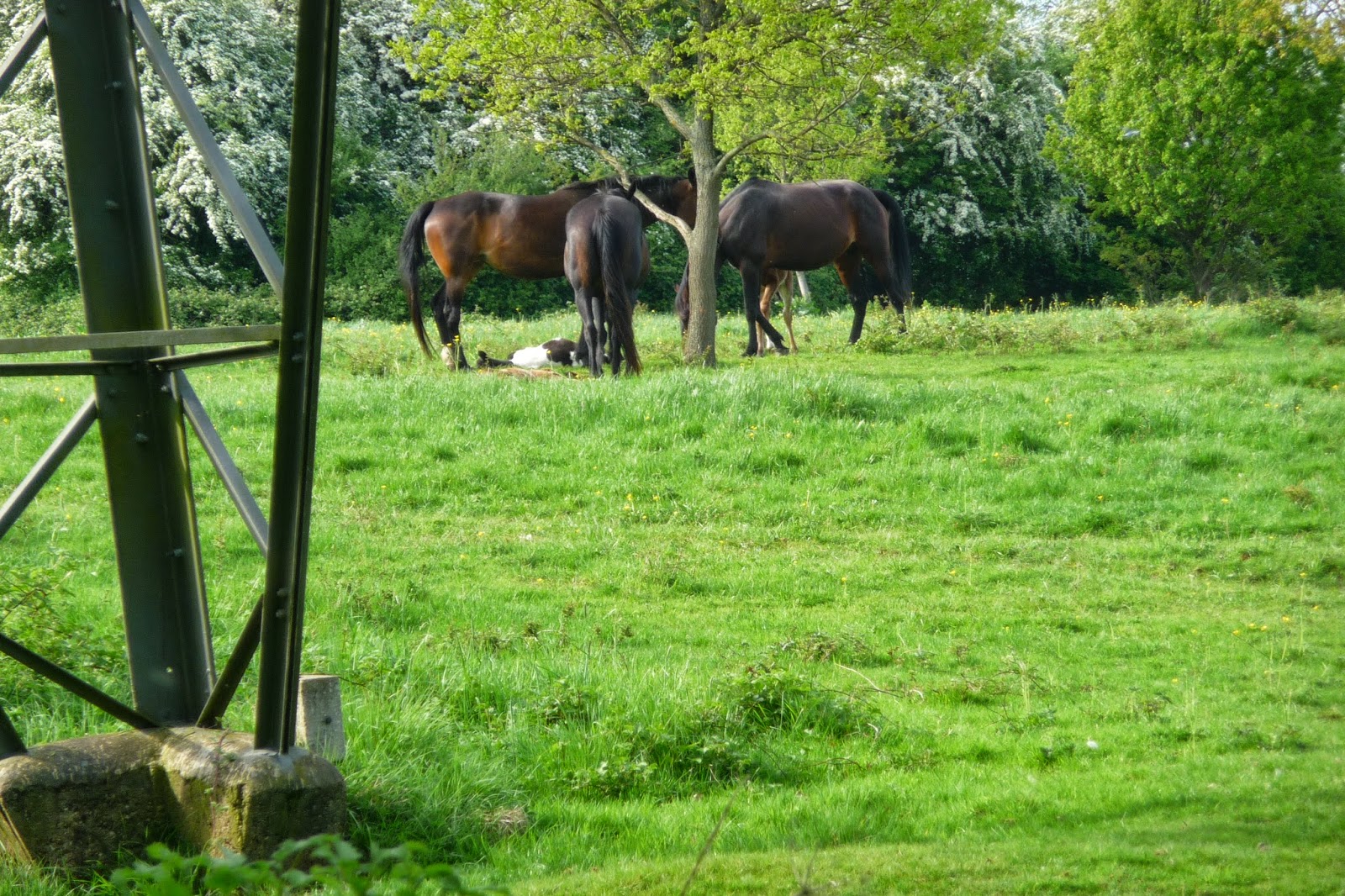 Bonesgate Stream and Tolworth Court Farm