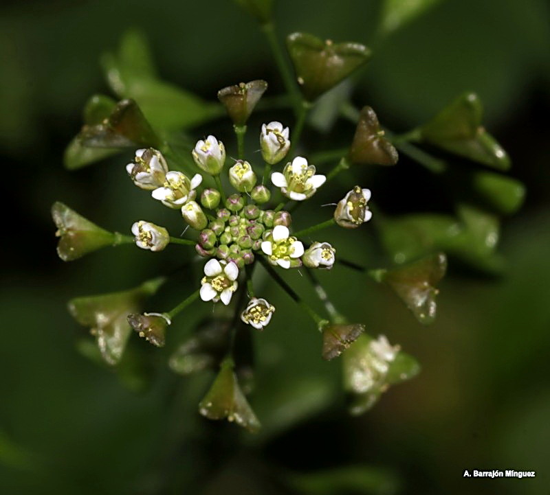 Naturaleza Viva: Capsella bursa-pastori (L.) Medik. Fam: Brassicaceae