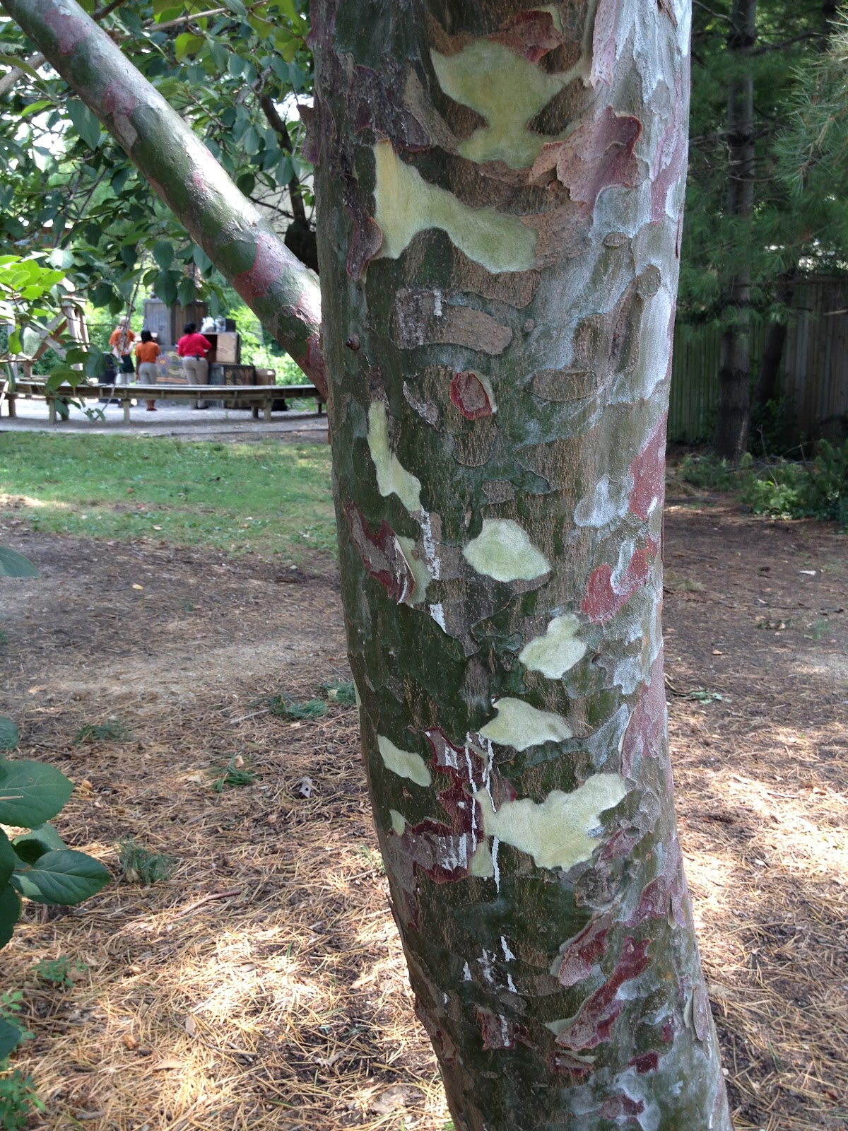 PHILLY TREES: THE SASQUATCH TREE