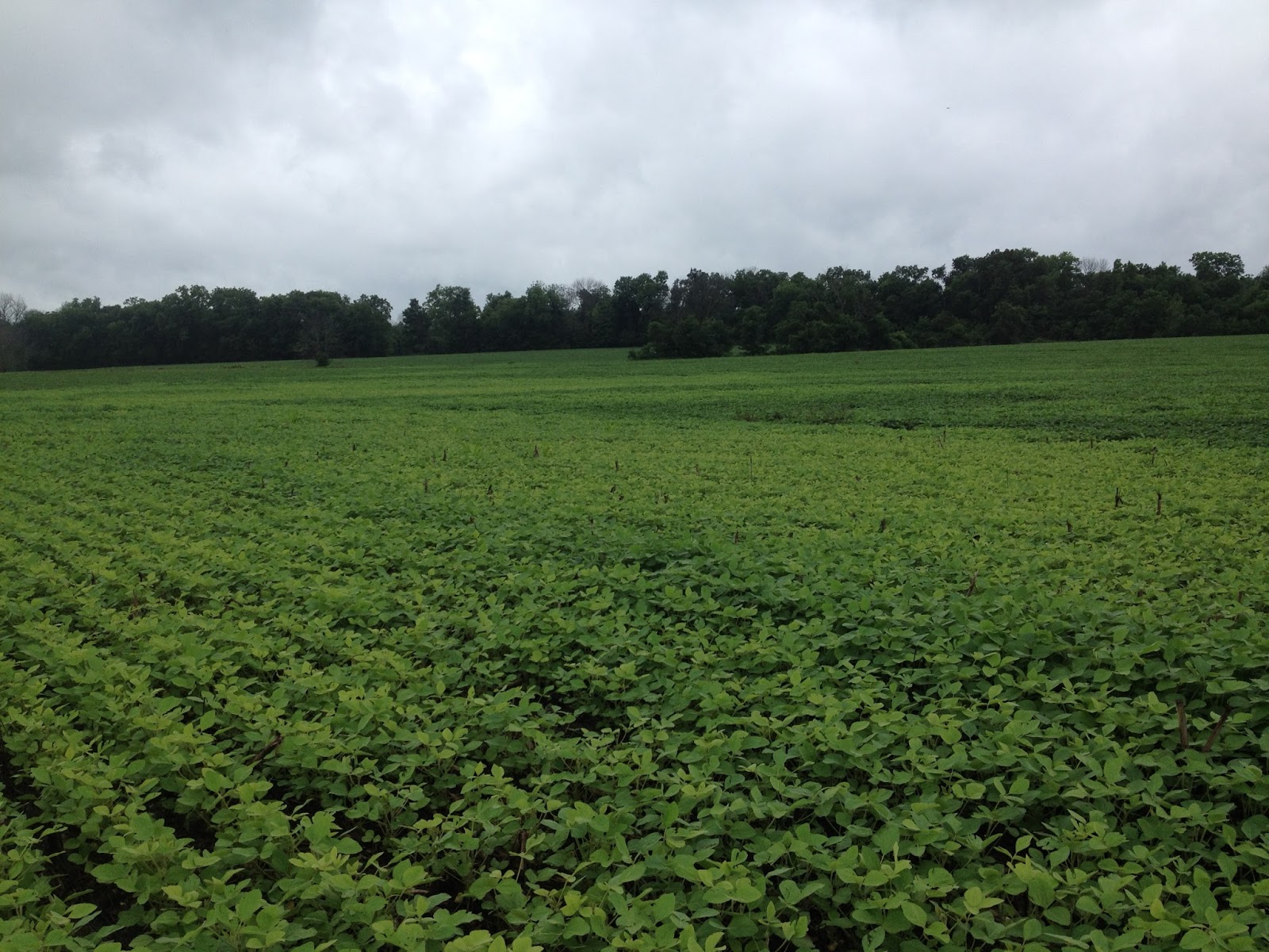 Grain Crops Update: Yellow Soybeans Need Sun
