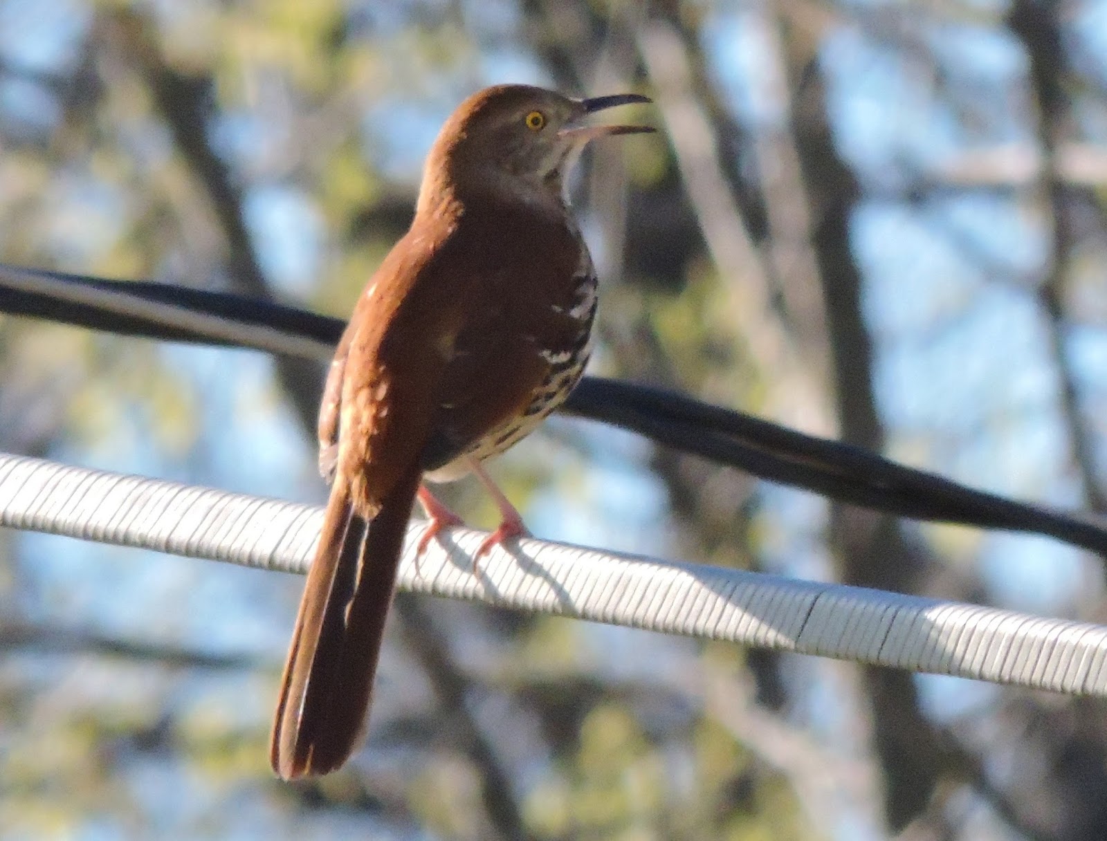 Springfield Plateau: The Other Mockingbird